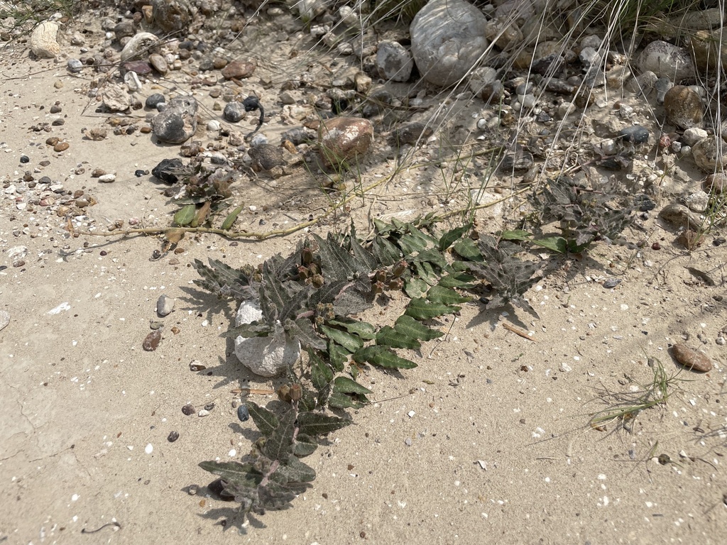 Prostrate milkweed in September 2024 by elizabethrgv. About to bloom ...