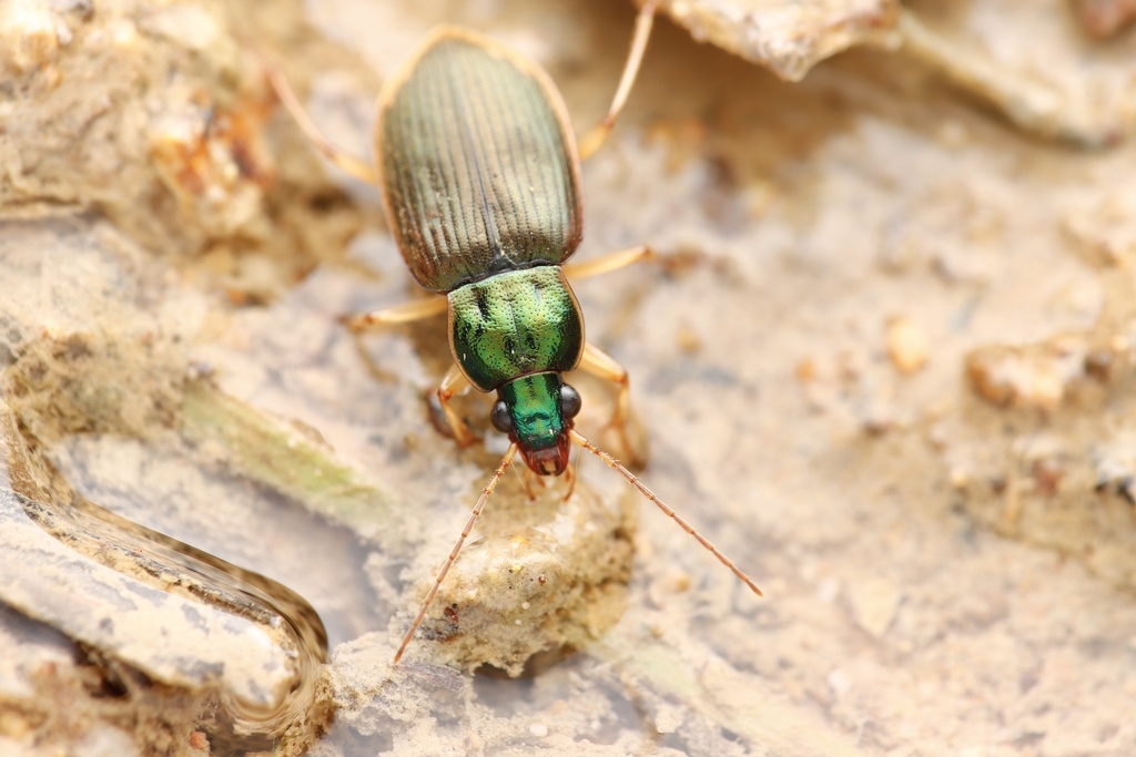 Chlaenius inops from 青田县, 丽水市, 浙江省, CN on September 21, 2024 at 08:47 ...