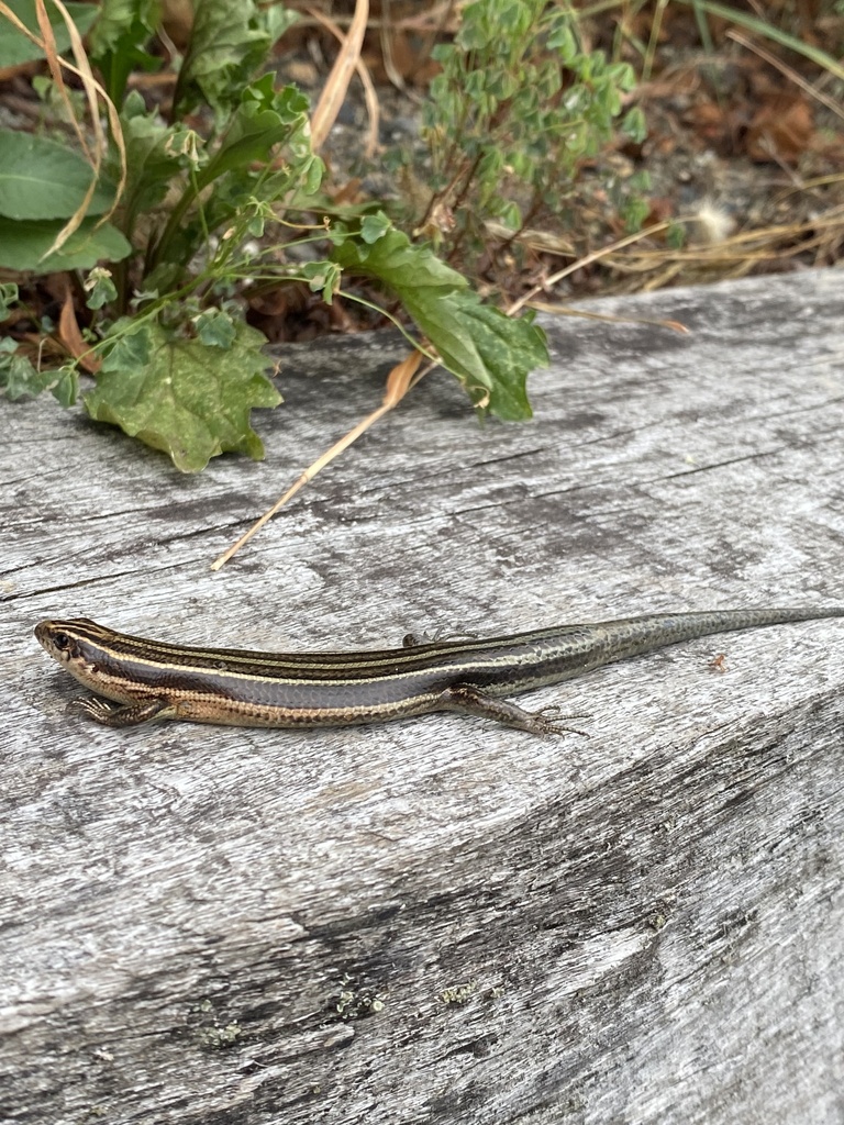 Japanese Skink from Honshu, Kameoka, Kyoto, JP on September 21, 2024 at ...