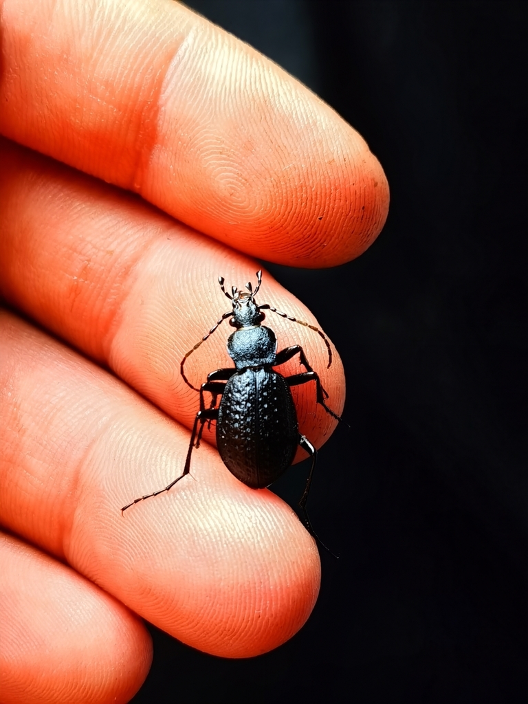 Carabus fraterculus from Jilin, CN-JL, CN on August 9, 2024 at 04:28 PM ...