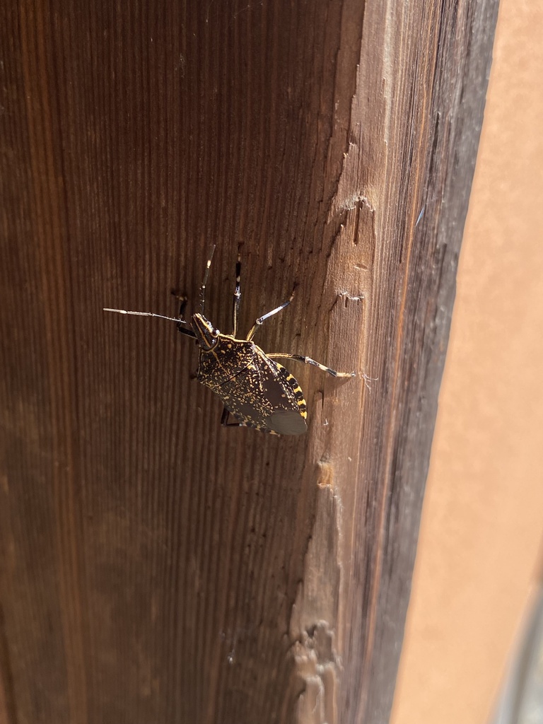 Yellow-spotted Stink Bug from Kyoto Gyoen, Kyoto, Kyoto, JP on ...