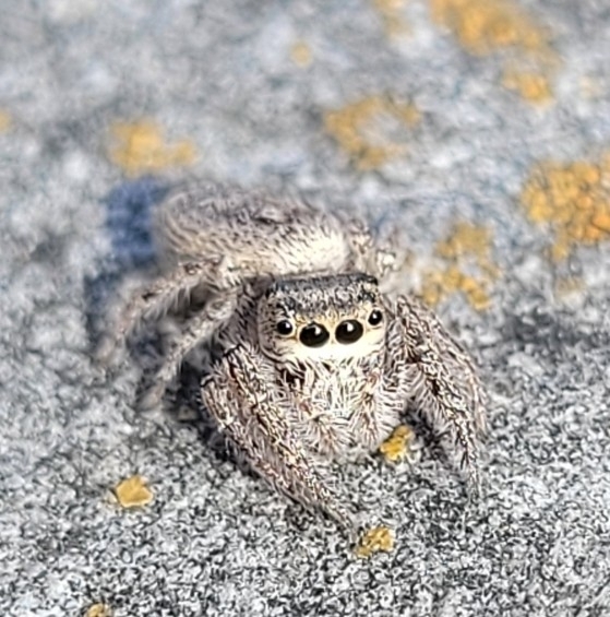 Bronze Jumping Spider from Independence County, US-AR, US on February ...