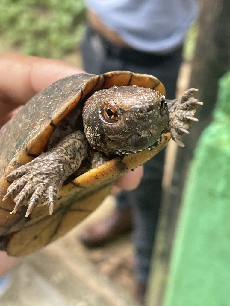 Tabasco Mud Turtle from San Juan Bautista Tuxtepec, Oax., MX on ...