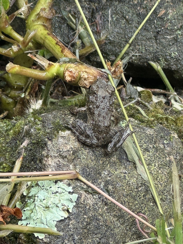 Wrinkled Frog from Honshu, Kyoto, Kyoto, JP on September 22, 2024 at 12 ...