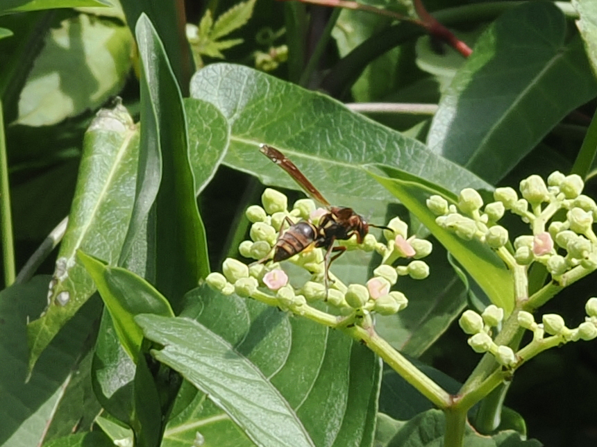 Typical Paper Wasps from Azagawa, Fujikawaguchiko, Minamitsuru District ...