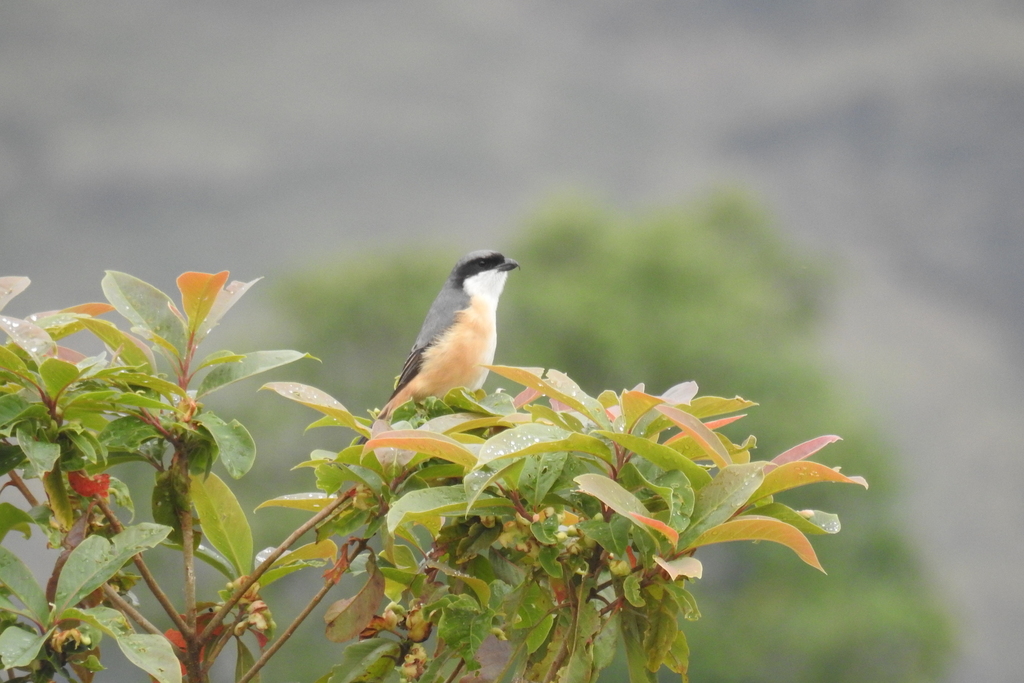 Grey-backed Shrike from Dhaualagiri, West, Nepal on April 29, 2018 at ...