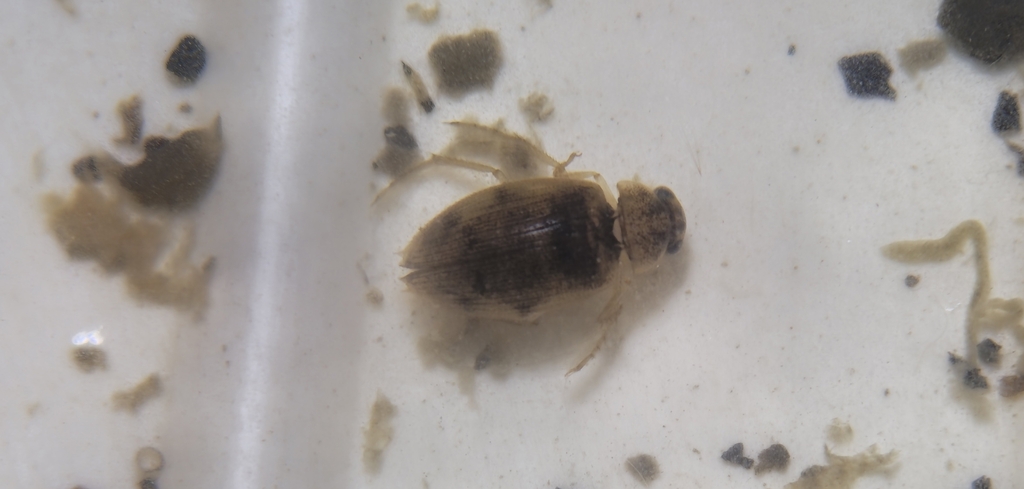 Enoplurus from F2C6+JX, Yuen Long, Hong Kong on September 22, 2024 at ...