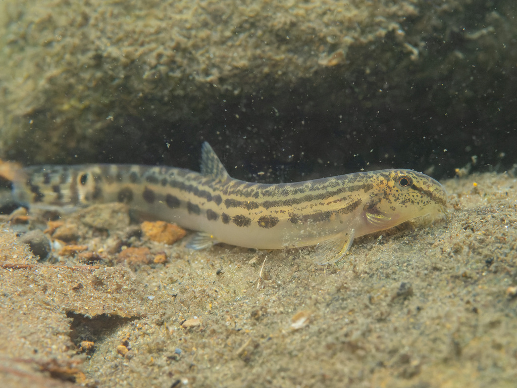 Chinese Spiny Loach in September 2024 by Ben Tsai蔡維哲 · iNaturalist