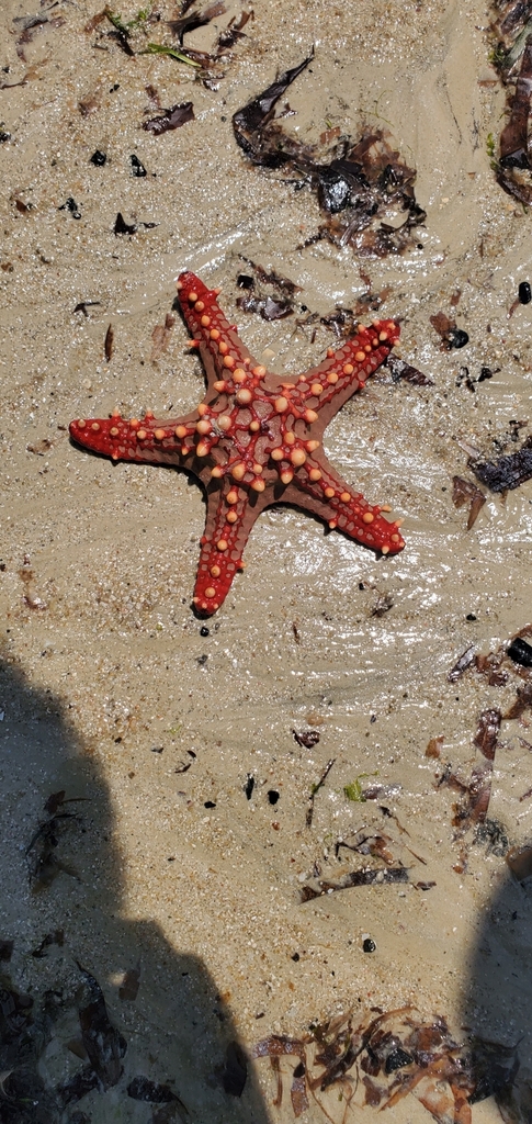 Red-knobbed Sea Star from Avenida da Marginal Norte, Praia do Wimbe ...