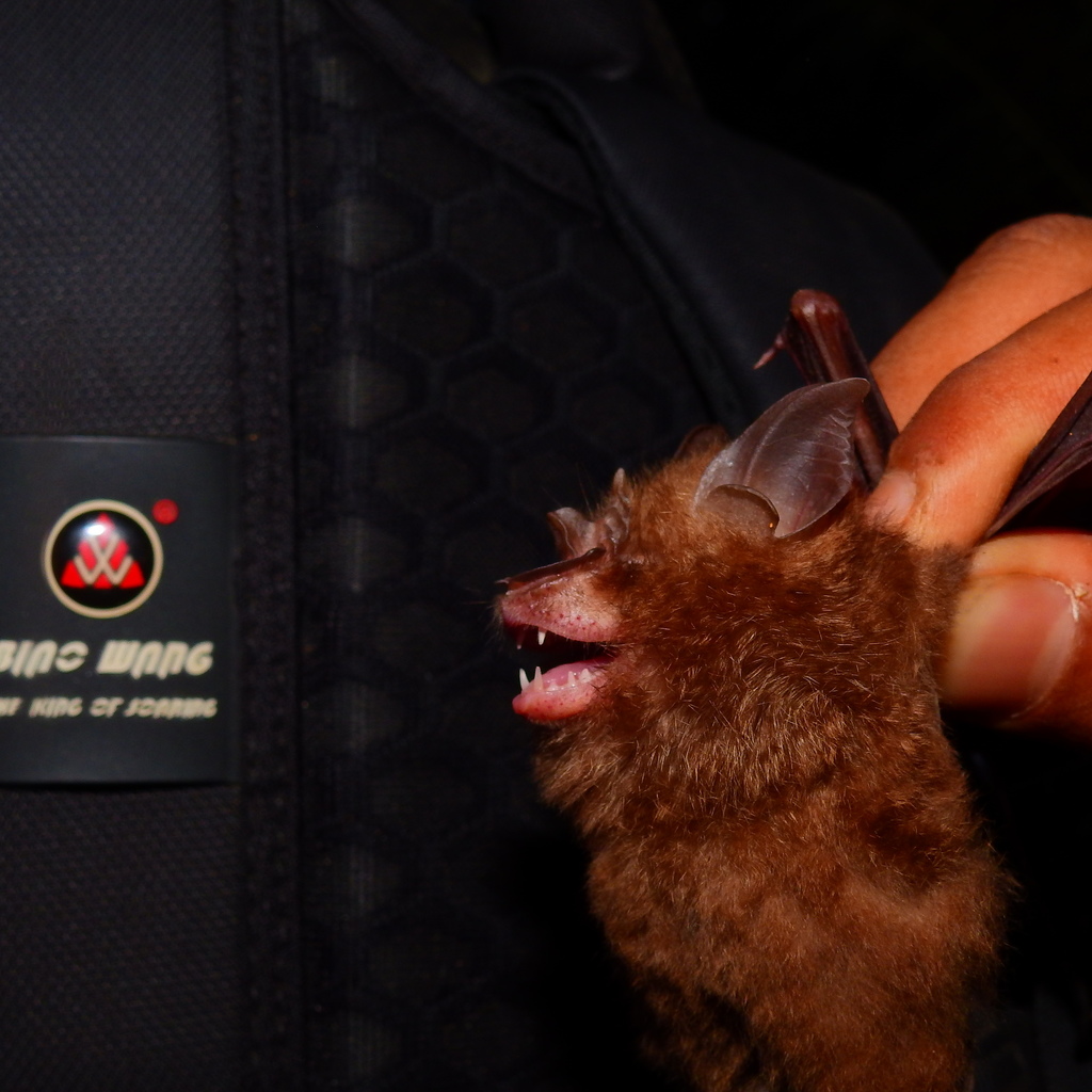 Pearson's Horseshoe Bat from Tamghas, 32600, Nepal on October 16, 2018 ...