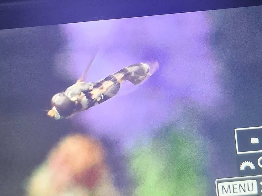 Thick-legged Hover Fly from Beechwood, Newport NP19, UK on September 22 ...