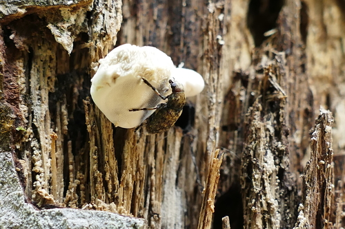 Euparius oculatus · iNaturalist