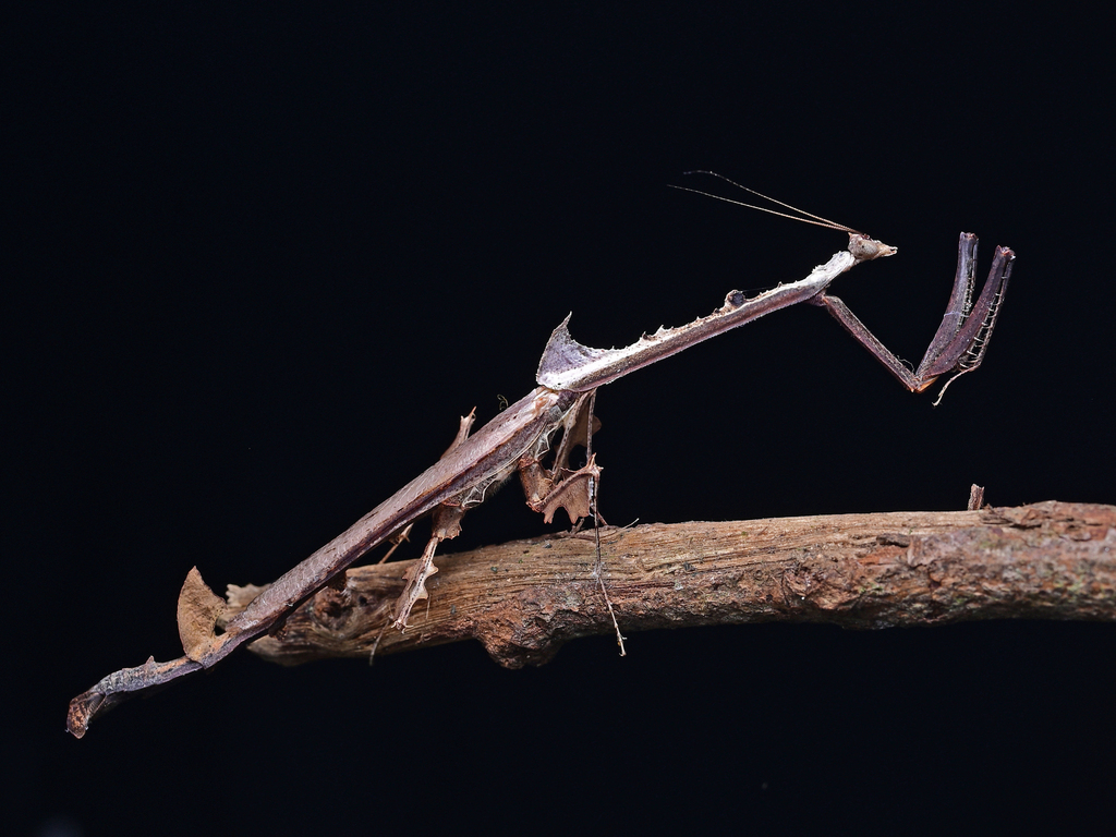 Paratoxodera meggitti from 中国云南省西双版纳傣族自治州勐腊县 on September 22, 2024 at ...