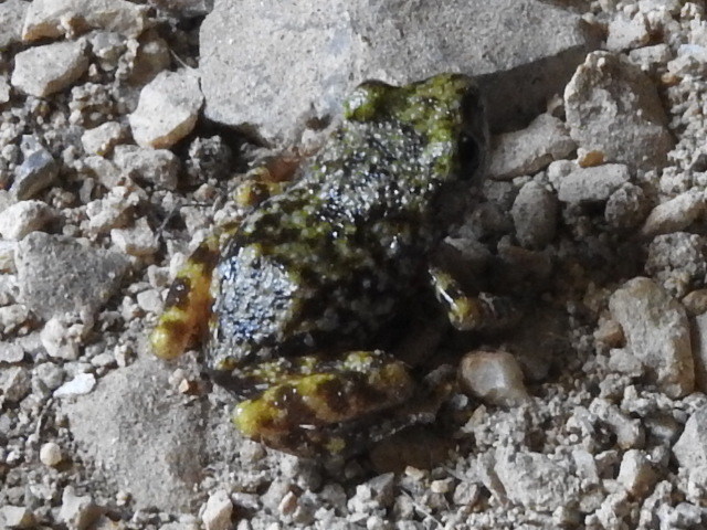 Spotted Chirping Frog from Saltillo, Coah., México on July 23, 2016 at ...