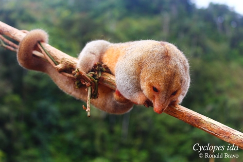 Ida Silky Anteater (Subspecies Cyclopes didactylus ida) · iNaturalist