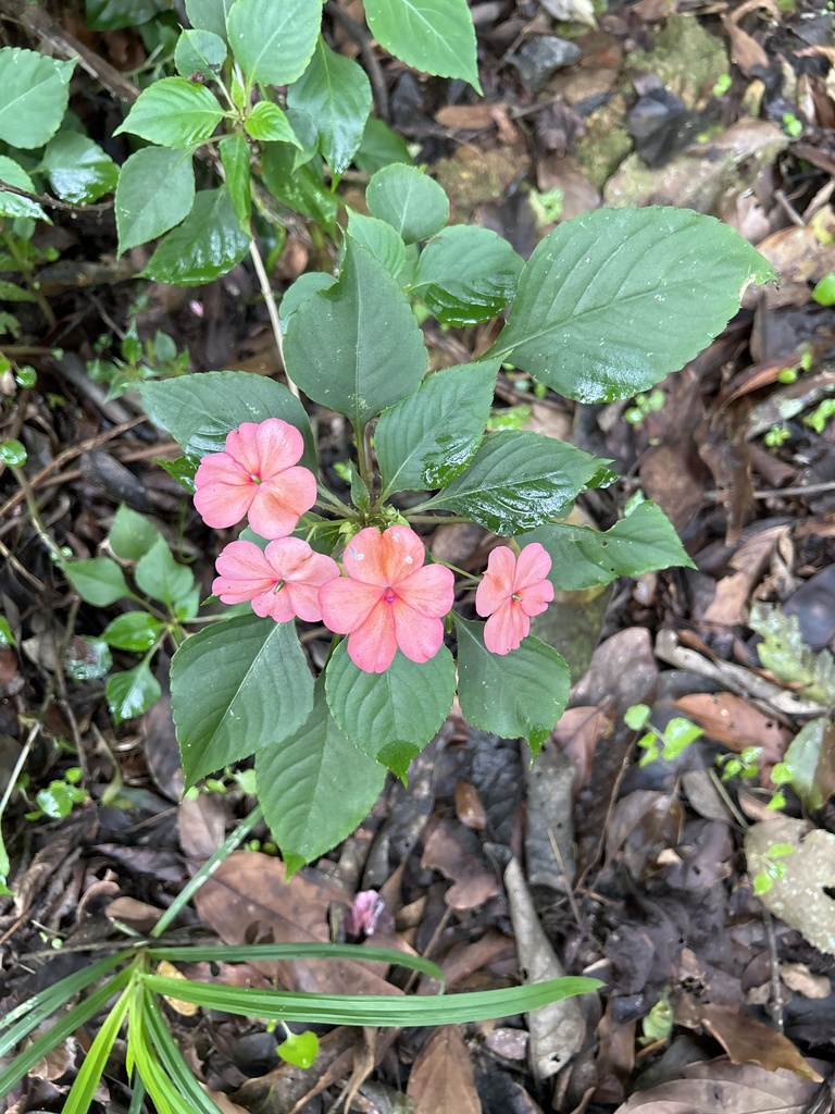 balsam from Avenida Yoshiwo Tozaki, Ubatuba, SP, BR on September 22, 2024 at 11:05 AM by Luis ...