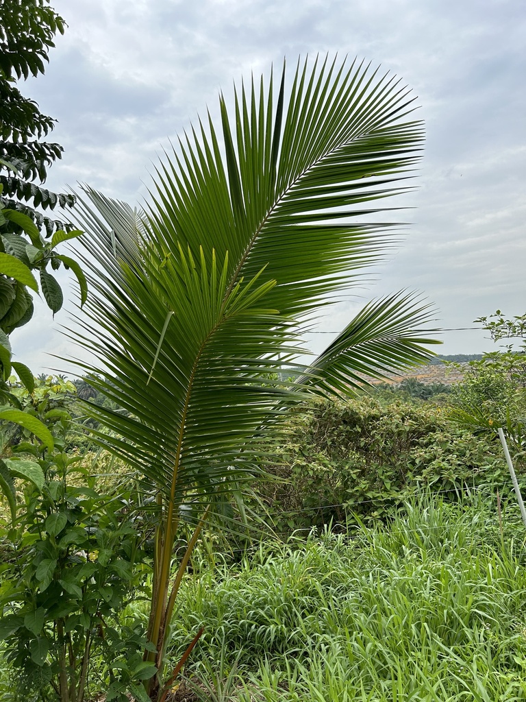 coconut palm from Kulai, Johore, MY on September 21, 2024 at 12:03 PM ...