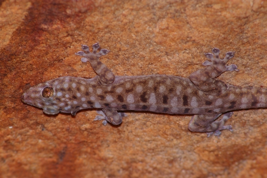 Crocodile-faced Dtella from Wyndham-East Kimberley, WA, Australia on ...
