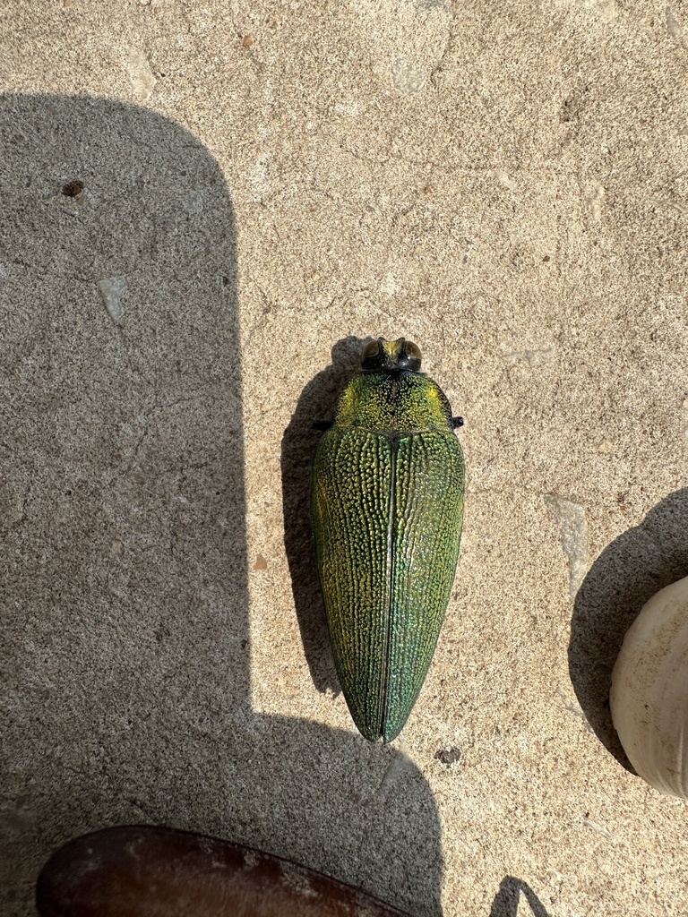 Steraspis from Otjozondjupa, NA on September 22, 2024 at 11:36 AM by ...