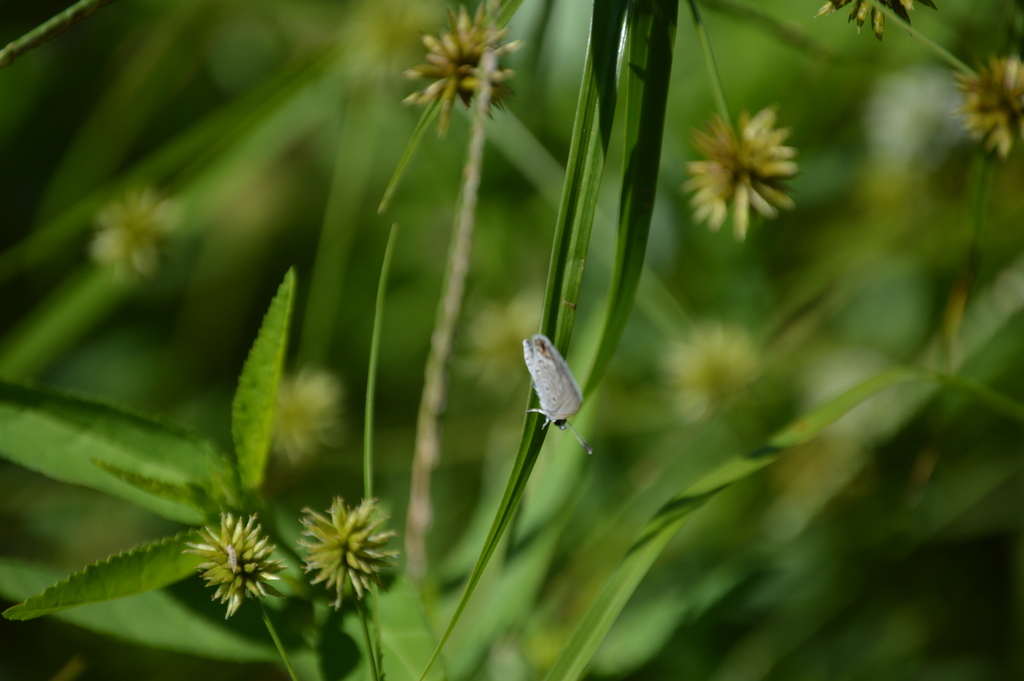 Ceraunus Blue from Melbourne, FL, USA on September 22, 2024 at 10:14 AM by Jordan Cormier ...