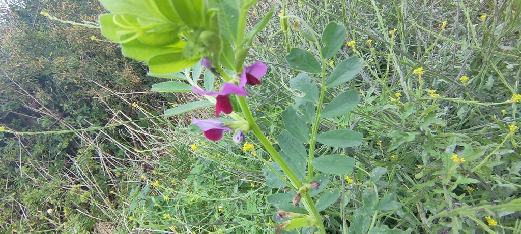 Common Vetch from Front Street, Lamesley, Gateshead NE11 0ER, UK on ...