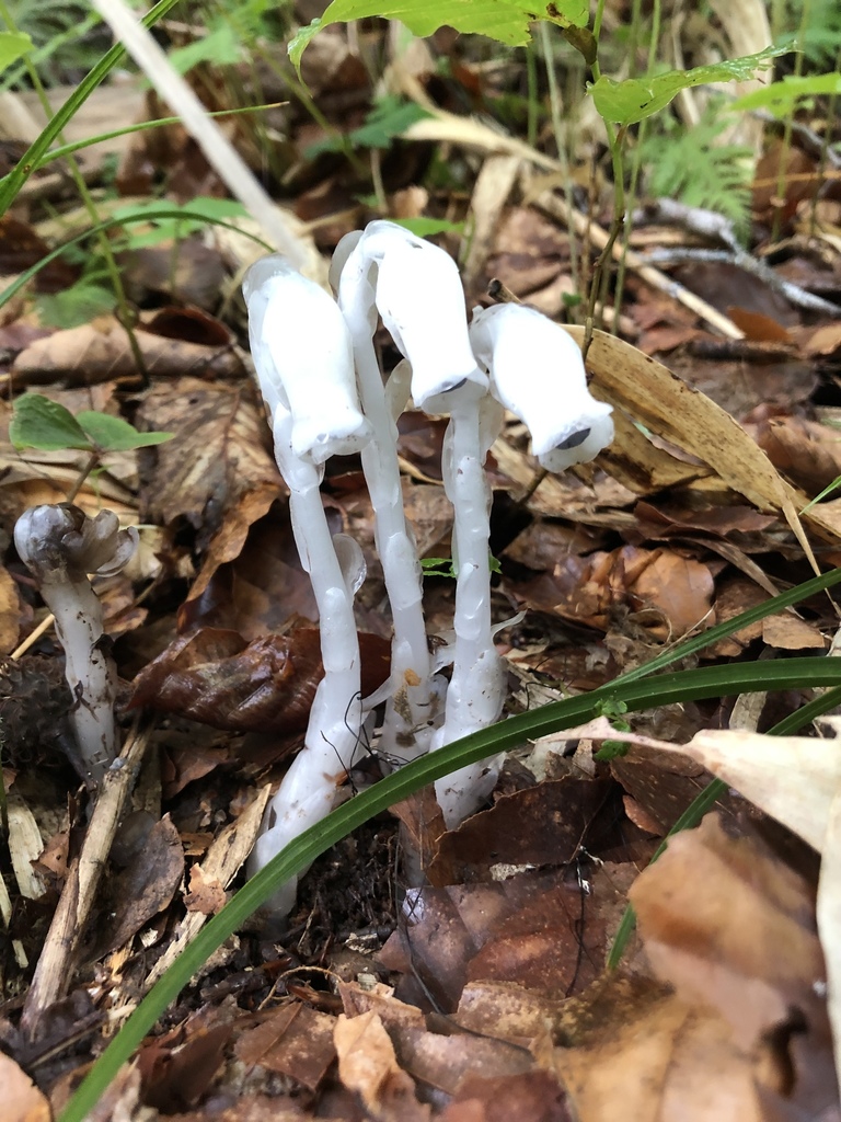 Monotropastrum humile from 戸倉, 利根郡片品村, 群馬県, JP on June 29, 2019 at 12: ...