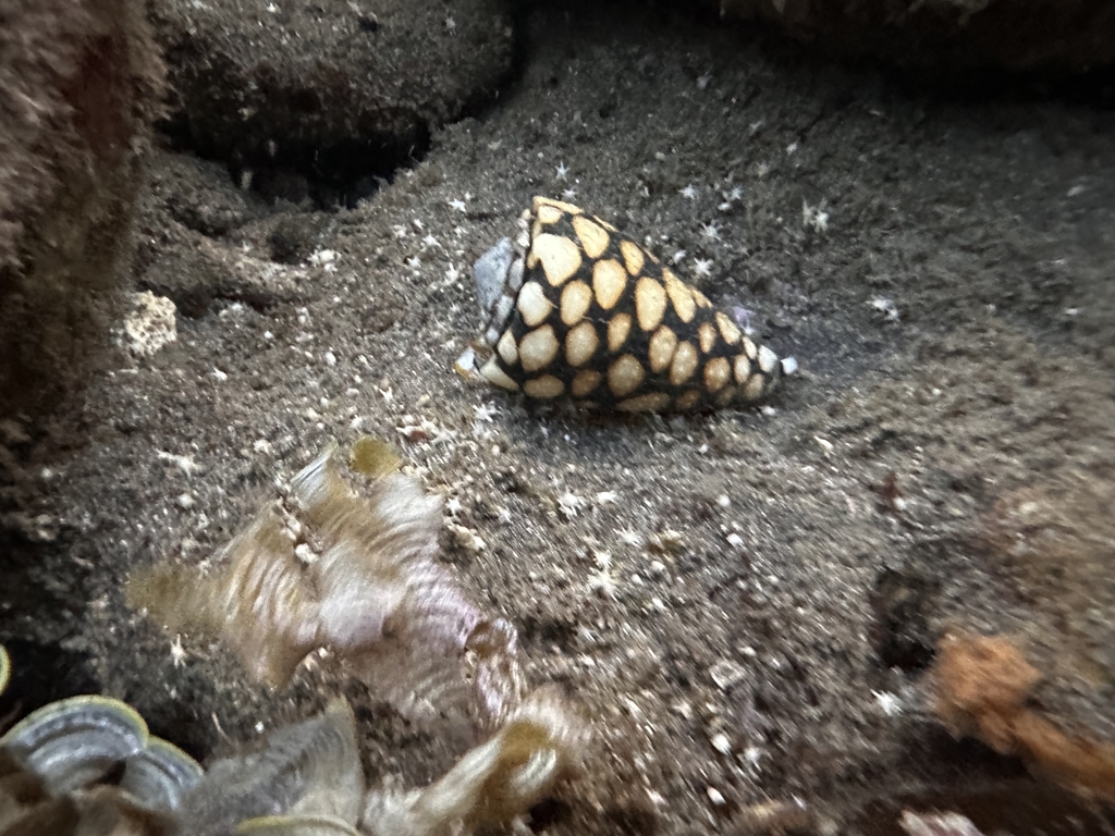 Marble Cone from 6QF3+FX3, Mambajao, Camiguin, Philippines on September ...