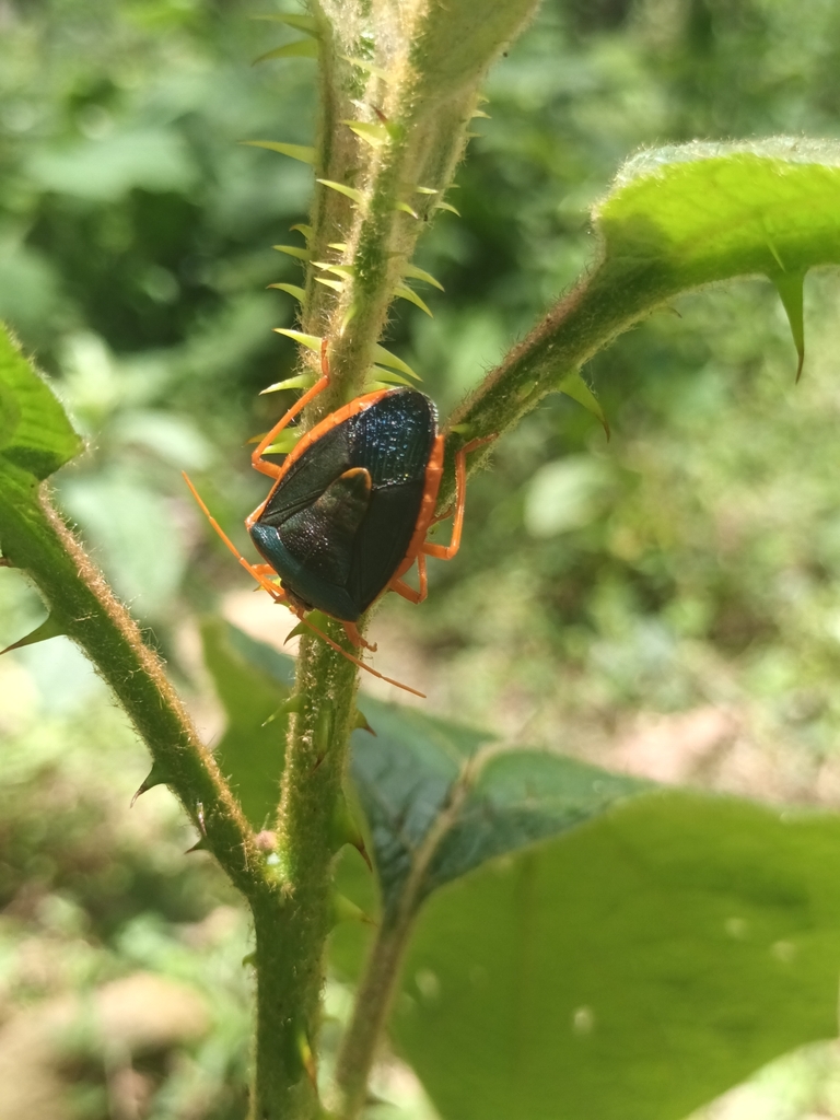 Red-bordered Stink Bug from Suratá, Santander, Colombia on September 22 ...