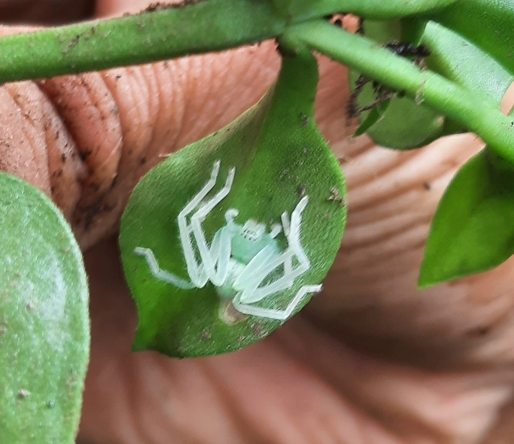Entelegyne Spiders from San Pedro la Laguna, Guatemala on September 22 ...