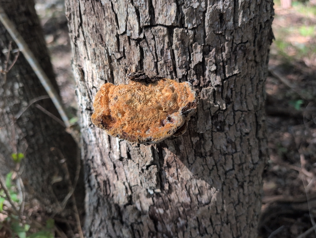 Mustard Yellow Polypore from McGregor on September 22, 2024 at 11:26 AM ...