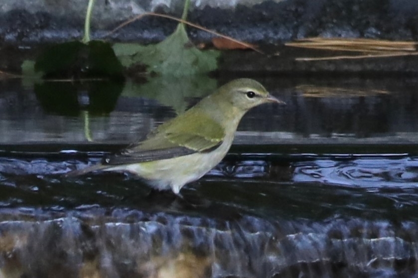 Tennessee Warbler from Rochester, MN, USA on September 20, 2024 at 06: ...