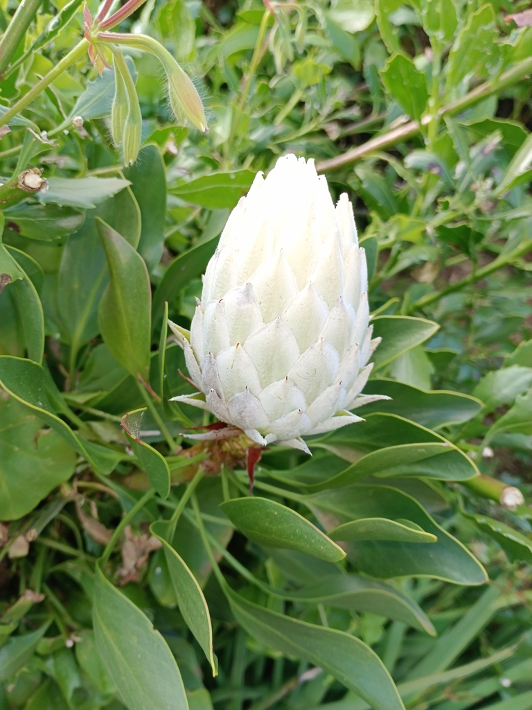 King Protea from Eden, ZA-WC, ZA on September 21, 2024 at 03:17 PM by ...