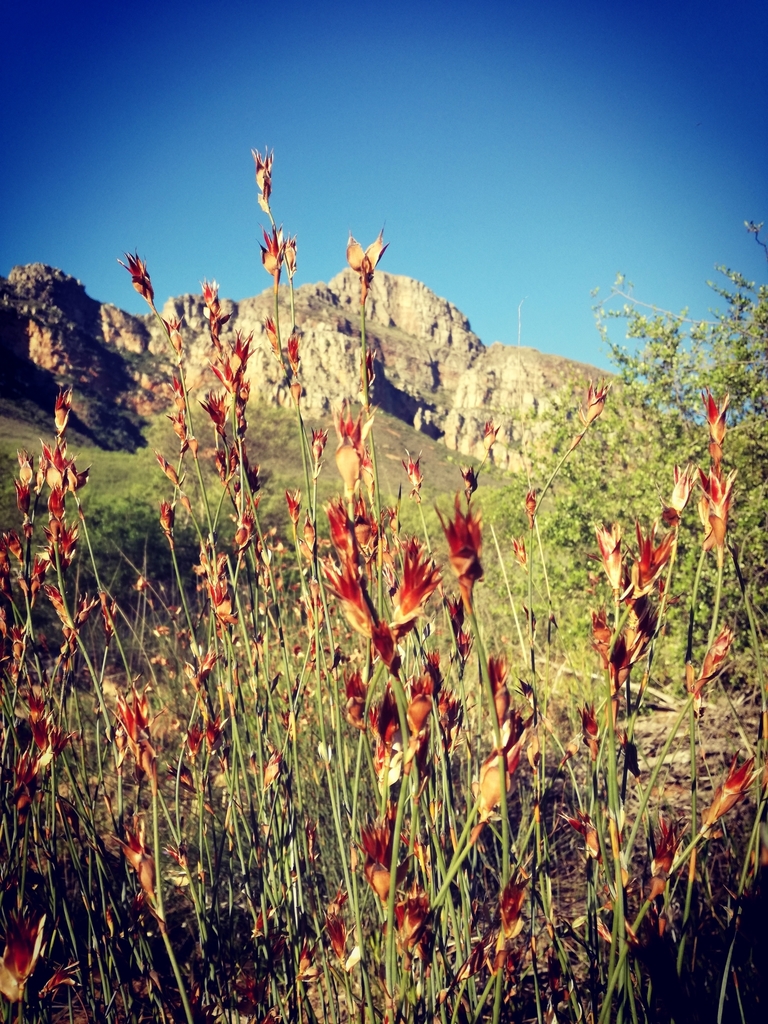 Sonqua Sunreed from Velddrif, South Africa on June 15, 2019 at 04:31 PM ...