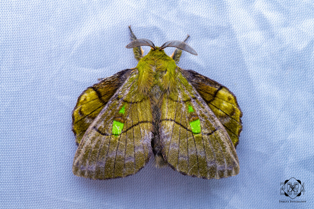 Lappet Moths from 中国云南省文山壮族苗族自治州西畴县 on September 10, 2024 at 01:07 AM ...