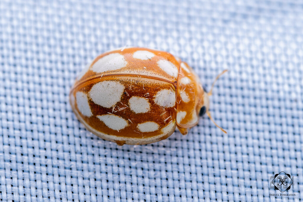 Calvia muiri from 中国云南省文山壮族苗族自治州西畴县 on September 10, 2024 at 01:10 AM ...