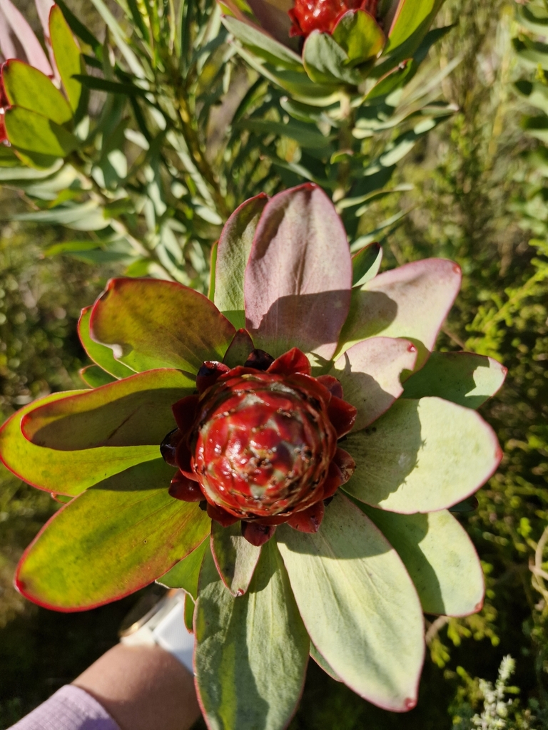 Western Sunbush from Theewaterskloof Local Municipality, South Africa ...