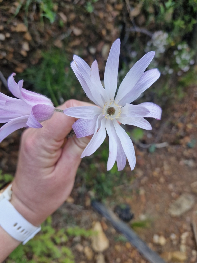 Cape Windflower from Langeberg Local Municipality, South Africa on ...