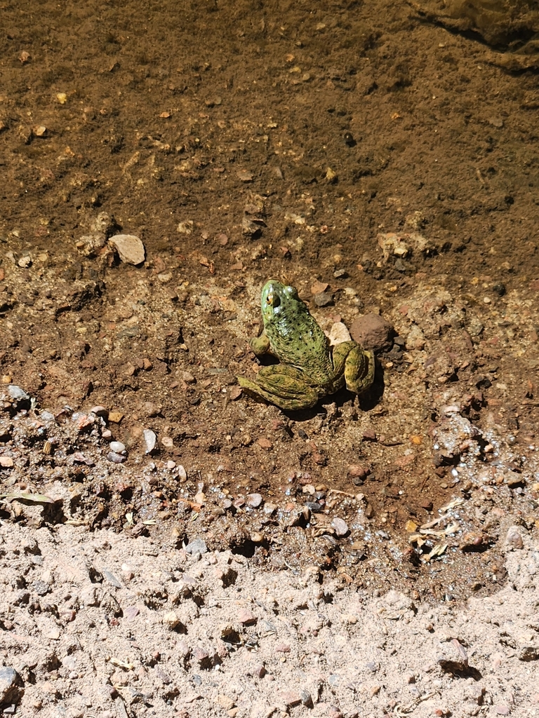 American Bullfrog from Flagstaff, AZ, USA on September 22, 2024 at 10: ...