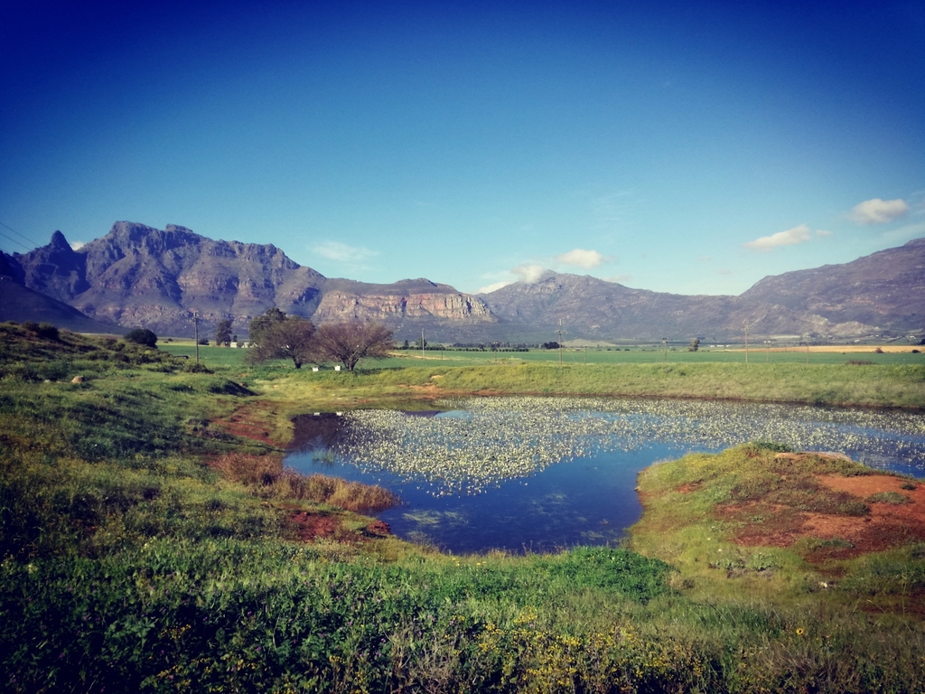 cape-pondweed from Velddrif, South Africa on July 28, 2018 at 10:56 AM ...