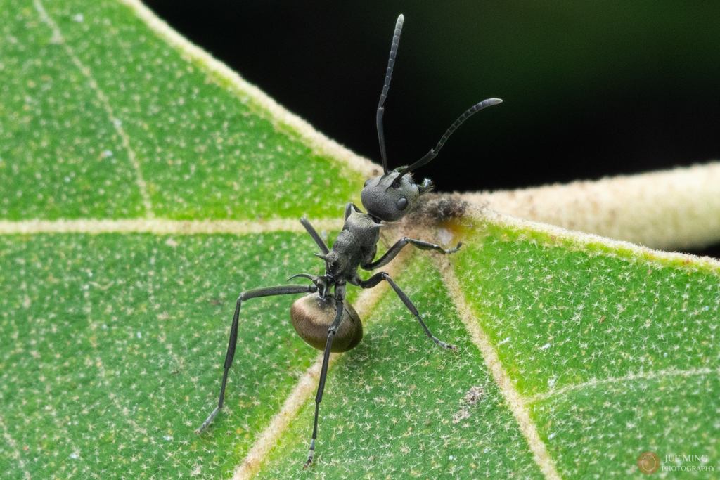 Rich Spiny Sugar ant from 中国杭州市淳安县千岛湖 on September 2, 2024 at 03:35 PM ...