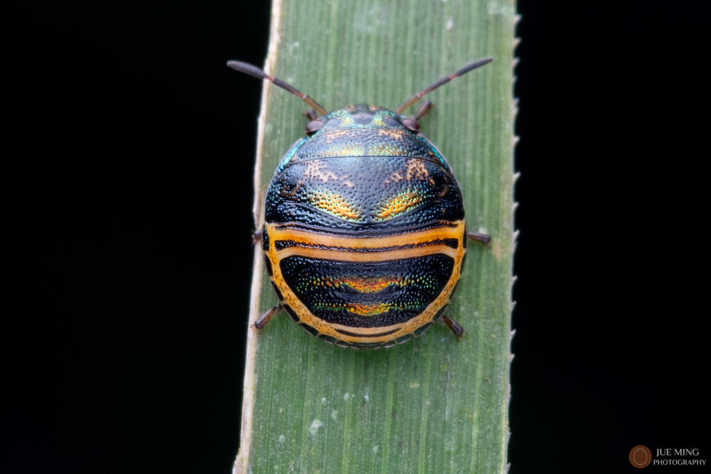 Clown Stink Bug from 中国浙江省杭州市淳安县 on September 5, 2024 at 12:20 PM by 决明 ...