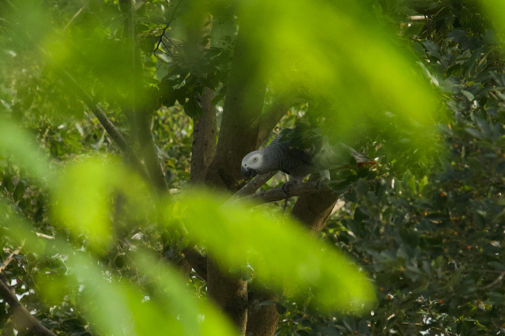 African Grey Parrot in June 2019 by HUANG QIN. Escaped cage bird ...