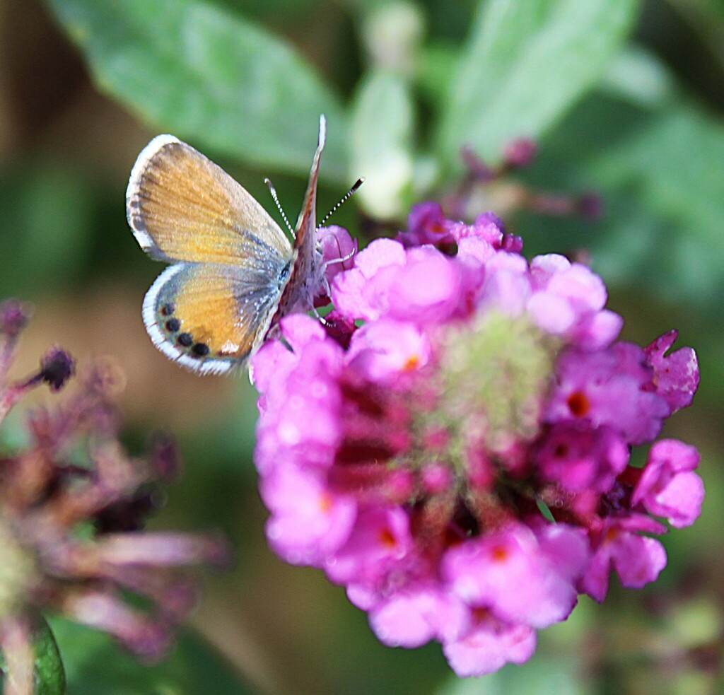 Western Pygmy-Blue in September 2024 by D Brethauer. Very small ...