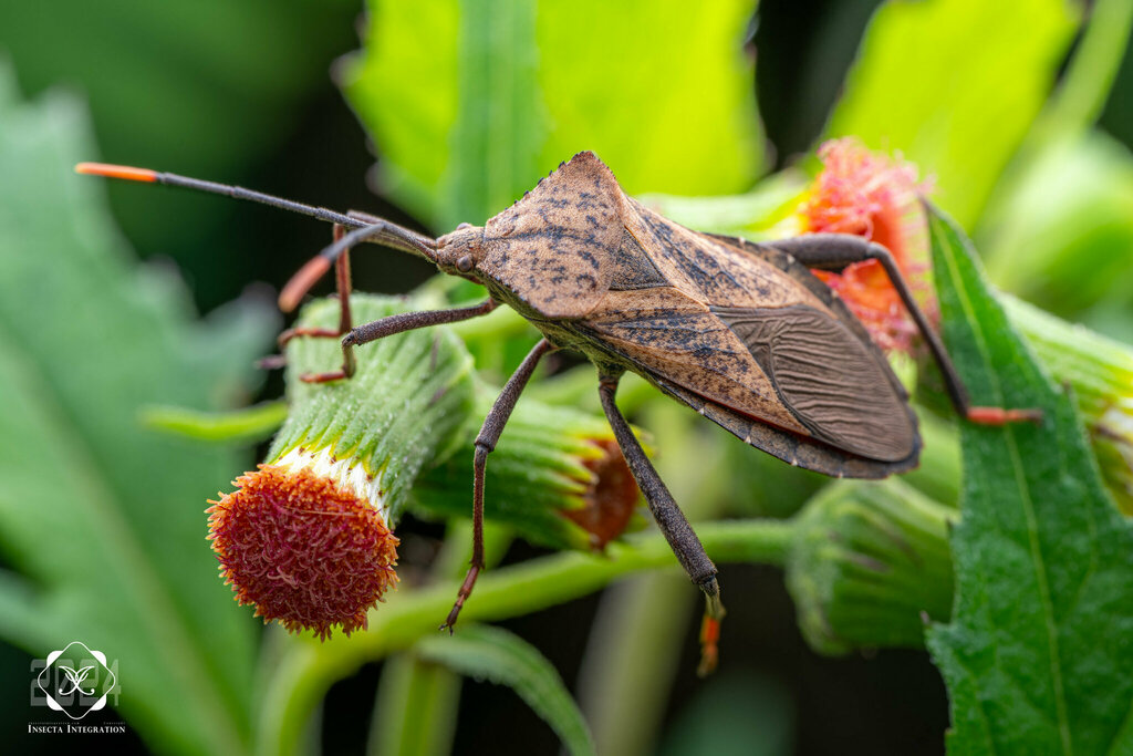 Ochrochira from 中国云南省文山壮族苗族自治州西畴县 on September 10, 2024 at 03:21 PM by ...