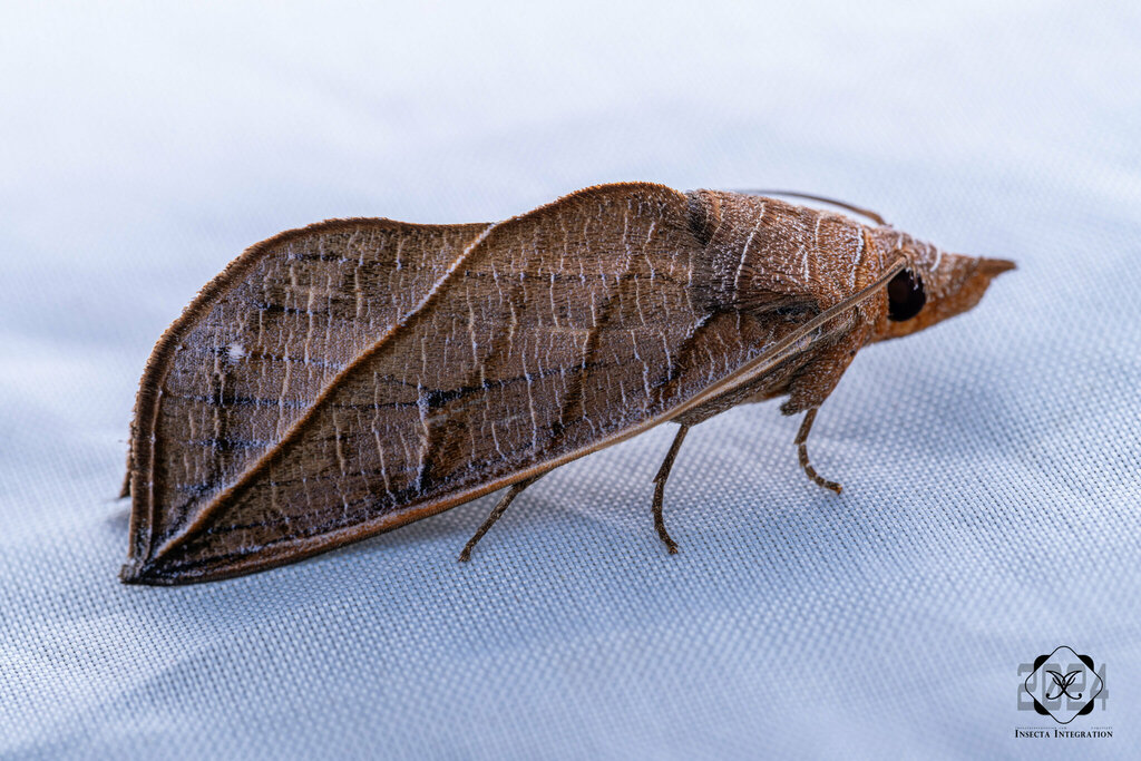 Vampire Moths and Allies from 中国云南省文山壮族苗族自治州西畴县 on September 10, 2024 ...