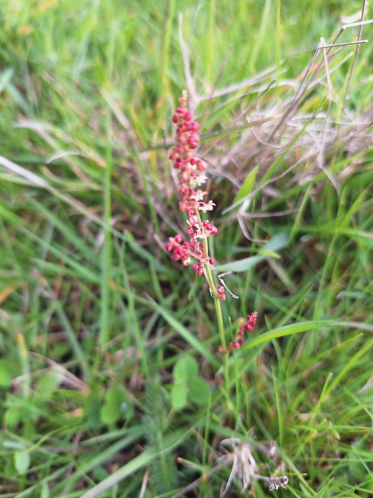 Sheep's sorrel from Pākaraka, New Zealand on September 13, 2024 at 09: ...