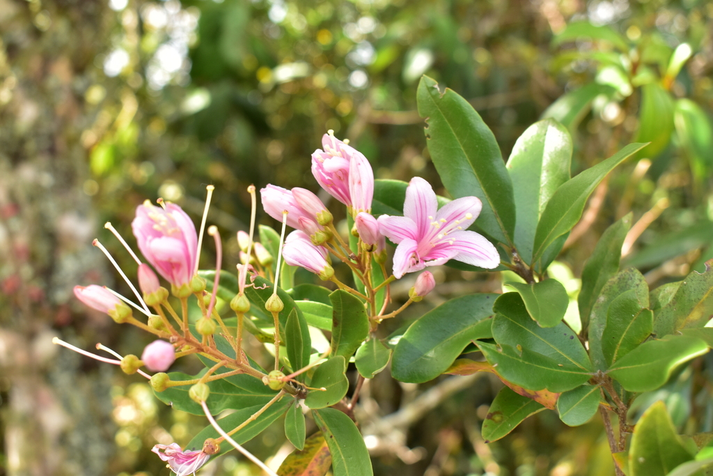 Bejaria aestuans from La Argentina, Huila, Colombia on September 21 ...