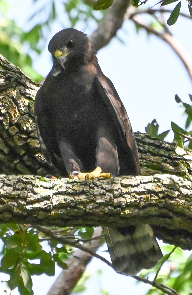 Short-tailed Hawk from Rio Vista, Fort Lauderdale, FL, USA on September ...