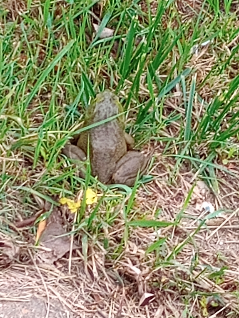 American Bullfrog from Rolla, MO, USA on September 21, 2024 at 09:03 AM ...