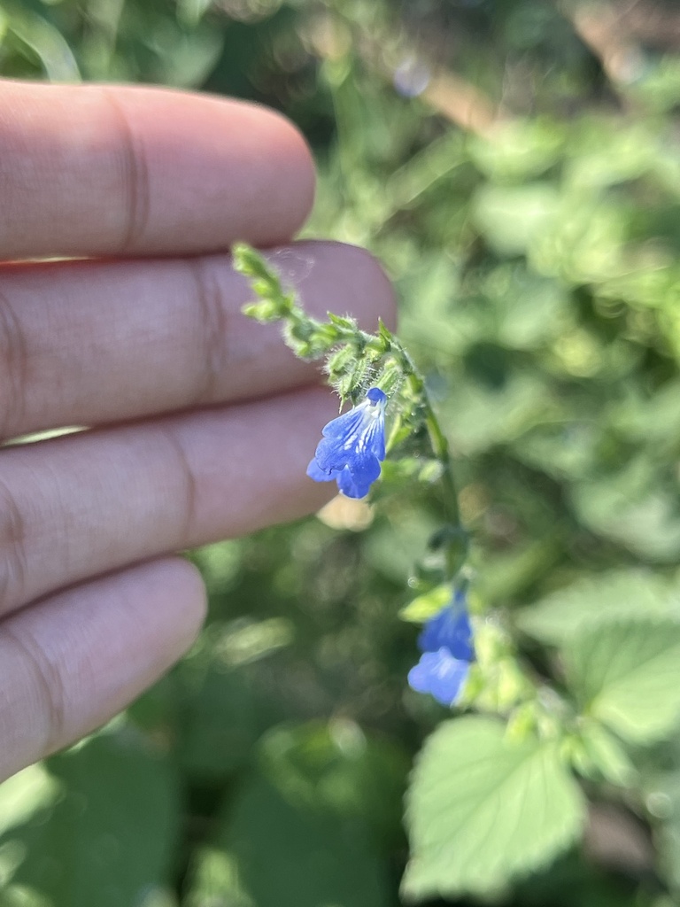 River sage from Calle 5 de Mayo, San Miguel Zapotitlán, Sin., MX on ...
